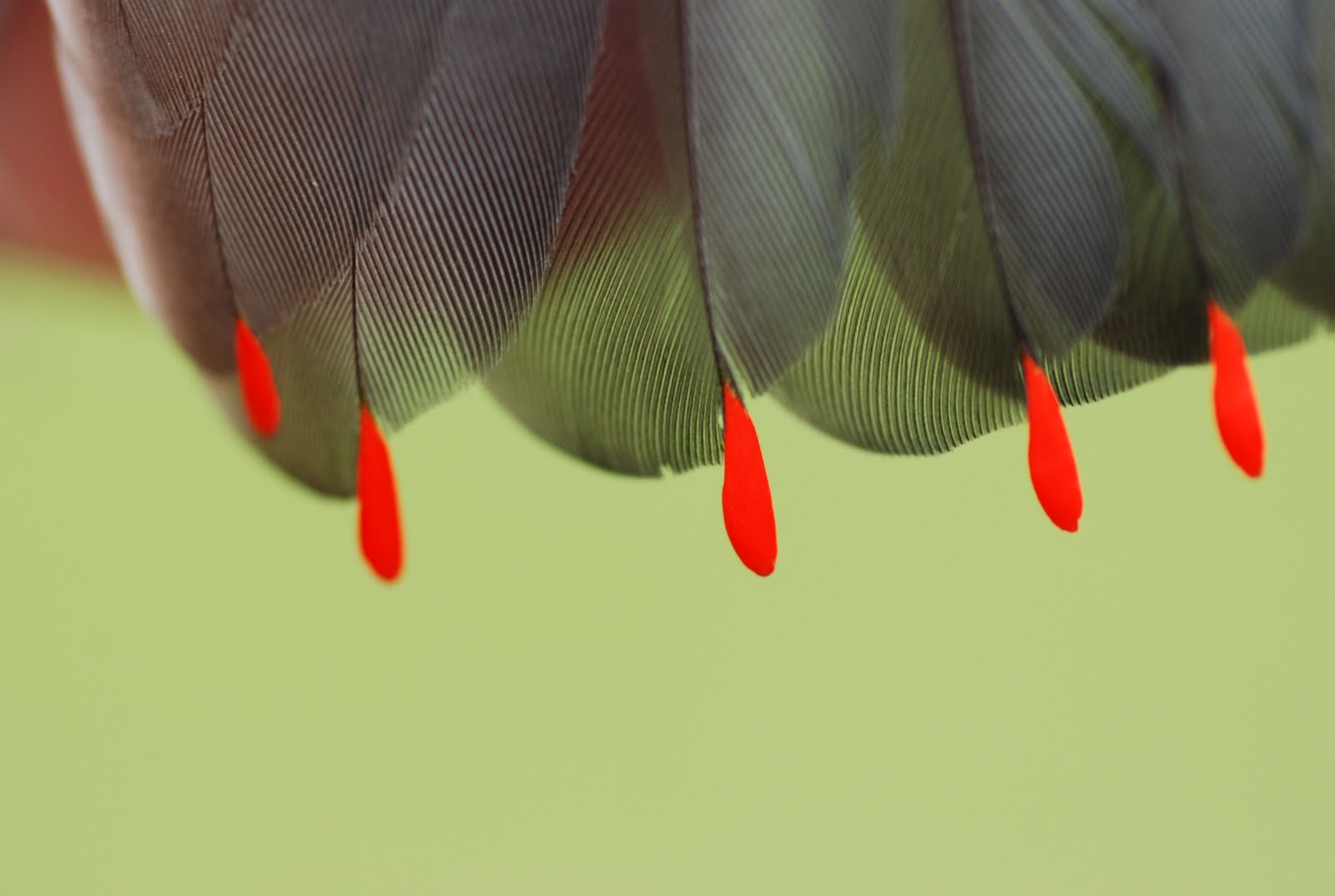 Minnesota Birdnerd: So That's Why They're Called Waxwings
