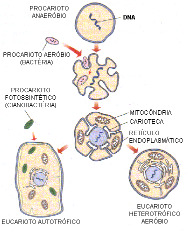 Profa. Marília -Biologia: Teoria endossimbiôntica