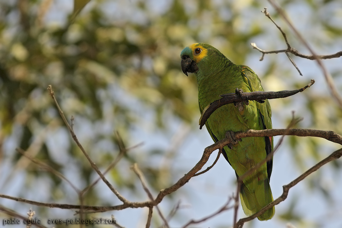 mis fotos de aves: Amazona aestiva Loro Hablador Turquoise-fronted Amazon