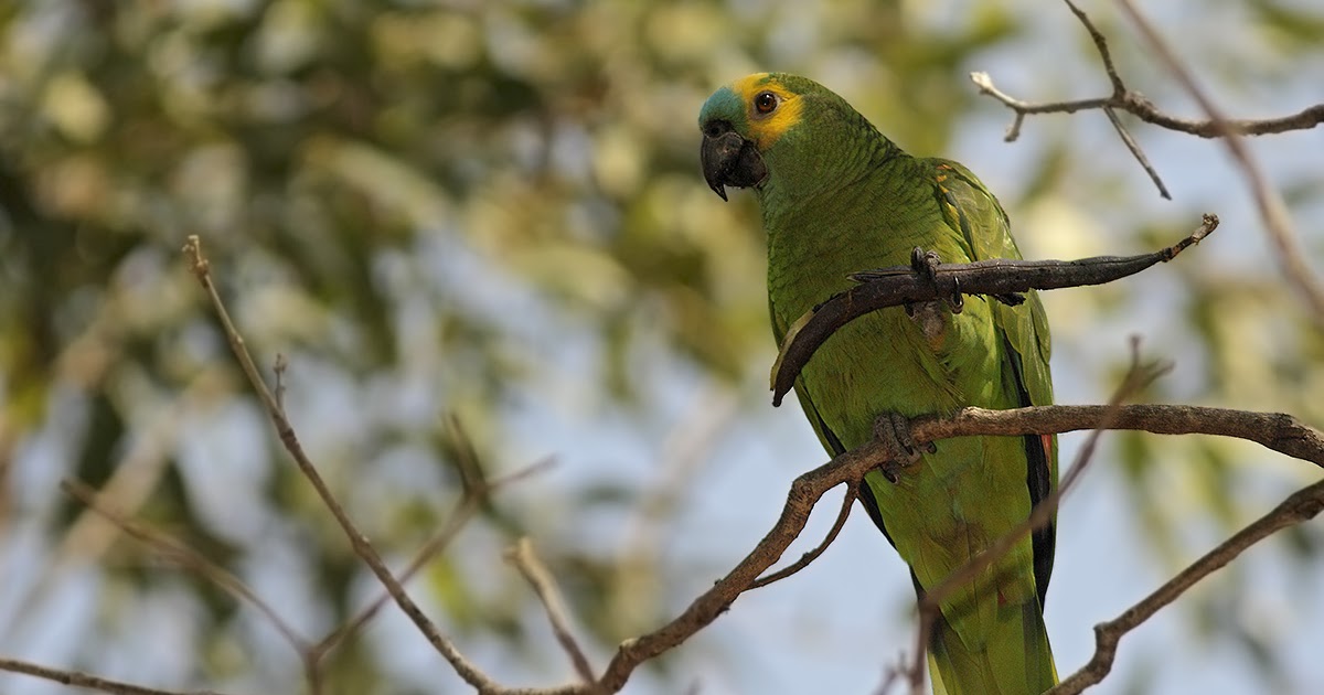 mis fotos de aves: Amazona aestiva Loro Hablador Turquoise-fronted Amazon