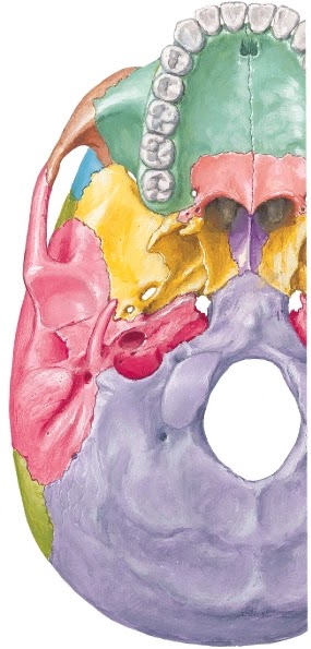 Netter Blog: Base del cráneo: visión inferior