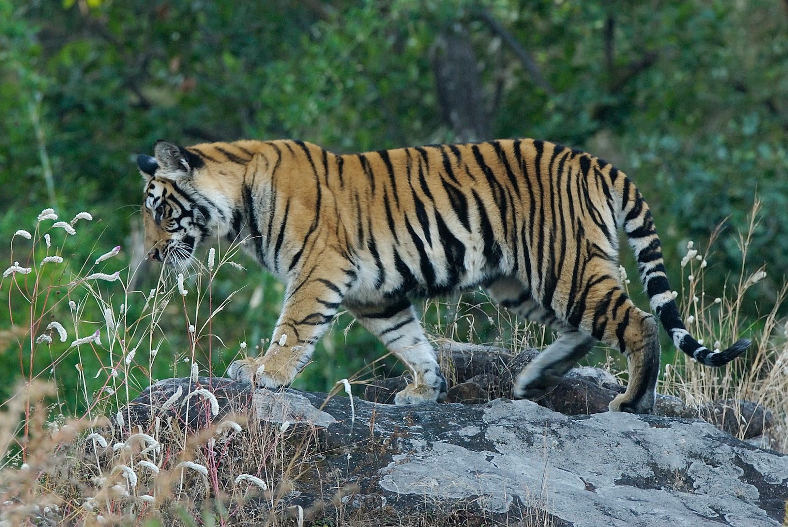 bandhavgarh: Young Tigers in Tala zone of Bandhavgarh.