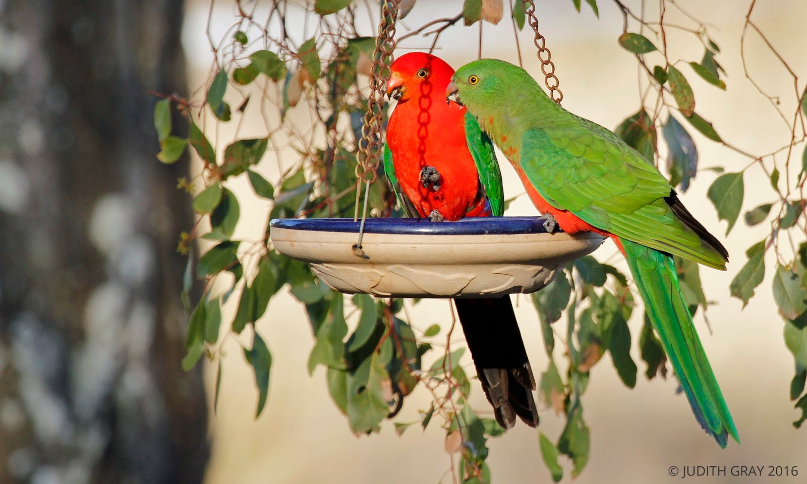 Australian King Parrot Pair