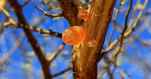 GUM ARABIC AL-MANNA: TAHUKAH ANDA GUM ARABIC ADALAH MAKANAN YANG BAIK BAGI: