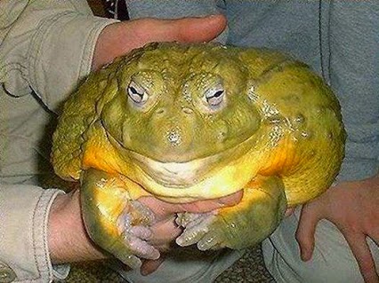 Cool stuff you can use.: Say Hello to the Largest Frog in the World