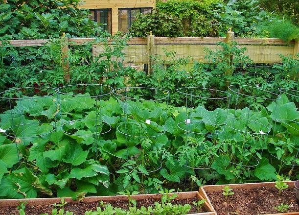 Bayou Lady: This Little Garden Patch!