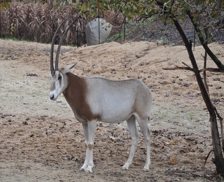 ZOOTOGRAFIANDO (6.100 ANIMALS): ORIX DE CUERNOS DE CIMITARRA / SCIMITAR ...