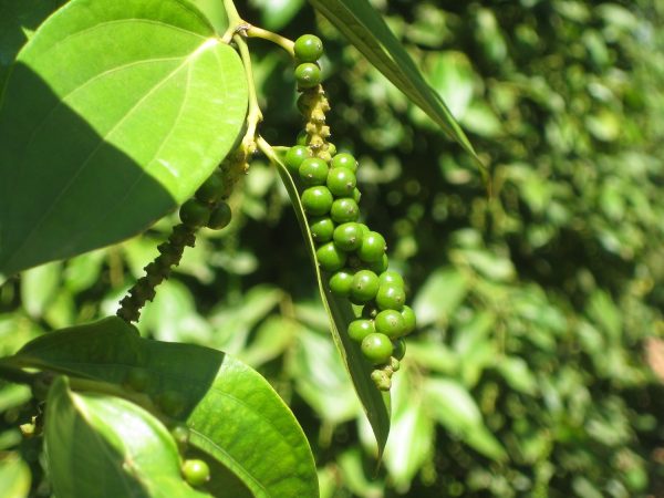 LADA BISNIS REMPAH YANG TERNYATA SANGAT MENJANJIKAN - Raden Pedia