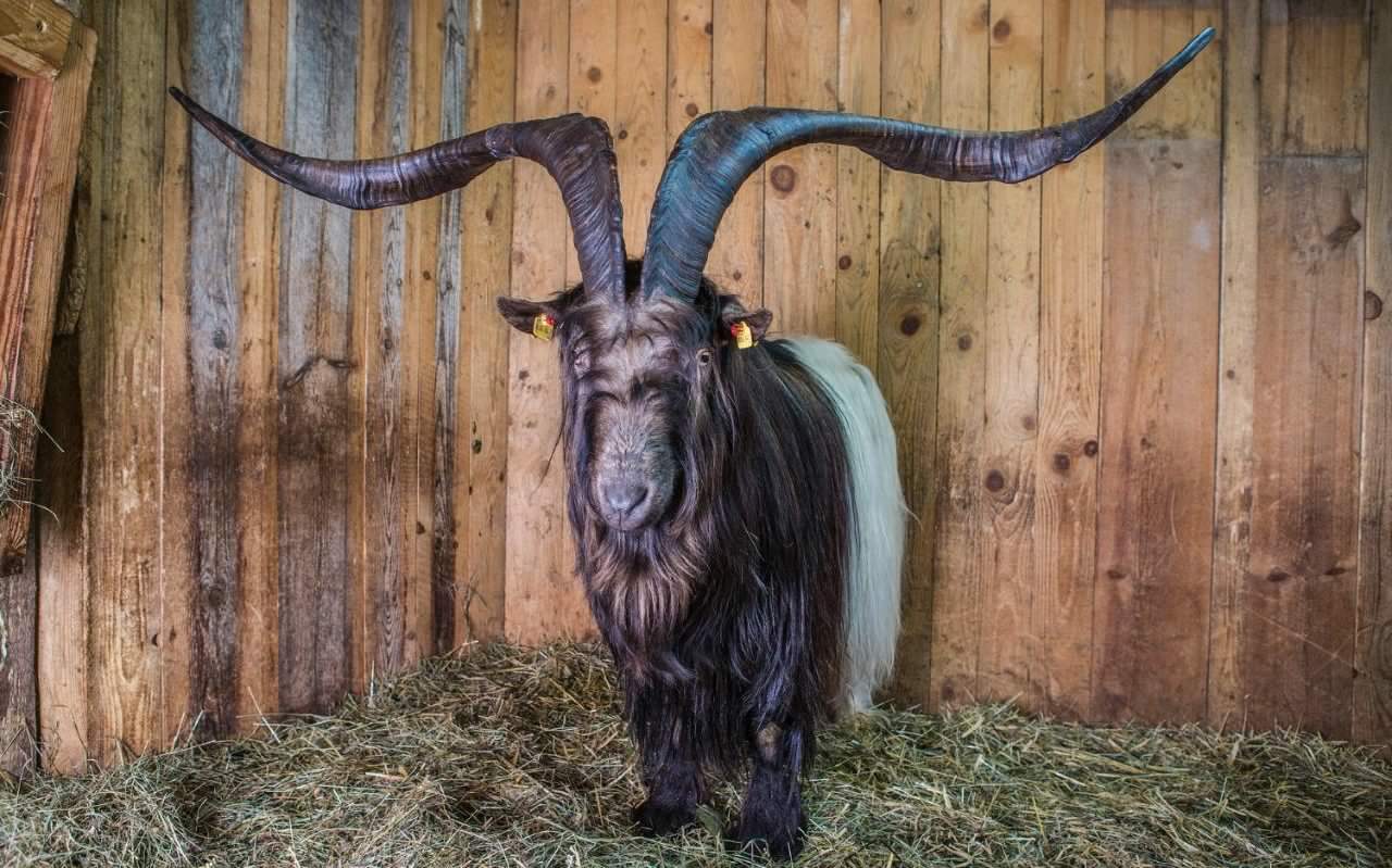 Rasputin - A Goat With Largest Horns - Unbelievable Info