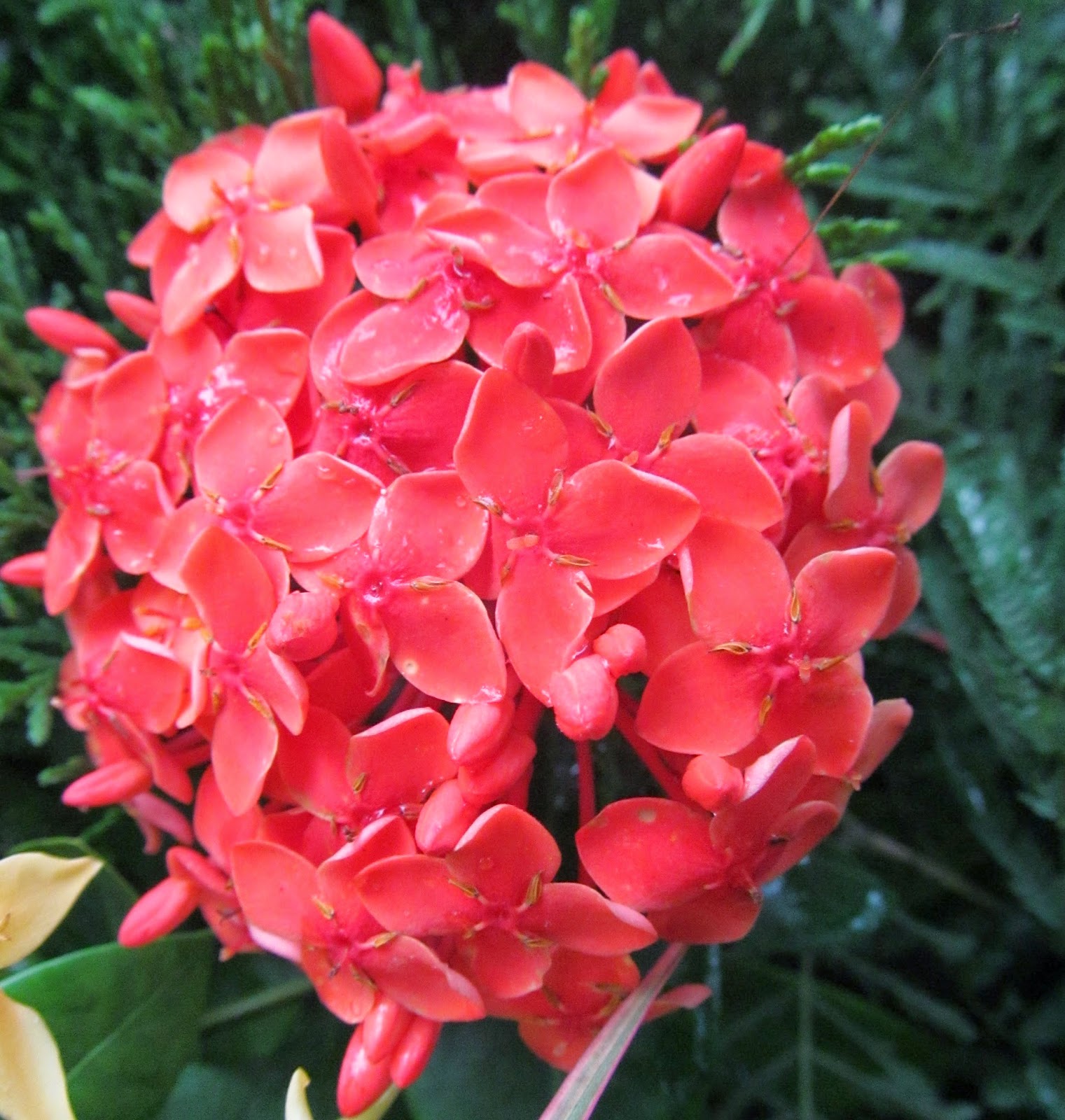 NATURAL & UNIQUE PHOTOGRAPHY: THETTY OR THETTI OR CHETTY OR LXORA FLOWER