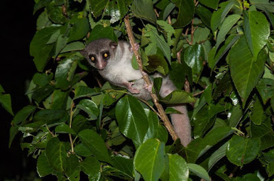 Species New to Science: [Primatology • 2015] Discovery of An Island ...