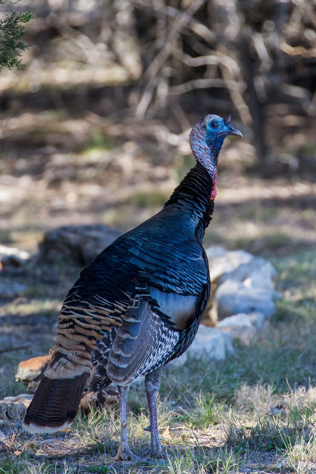 NatureWatch: The Seven-faced Bird