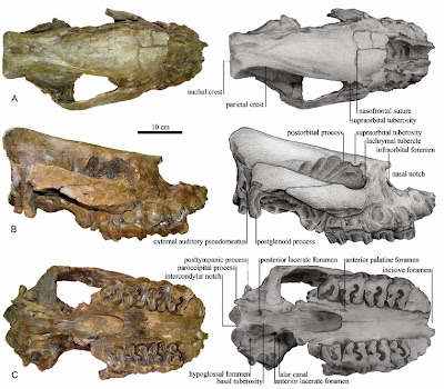 Sciency Thoughts: A new species of Rhinoceros from the Late Miocene of ...