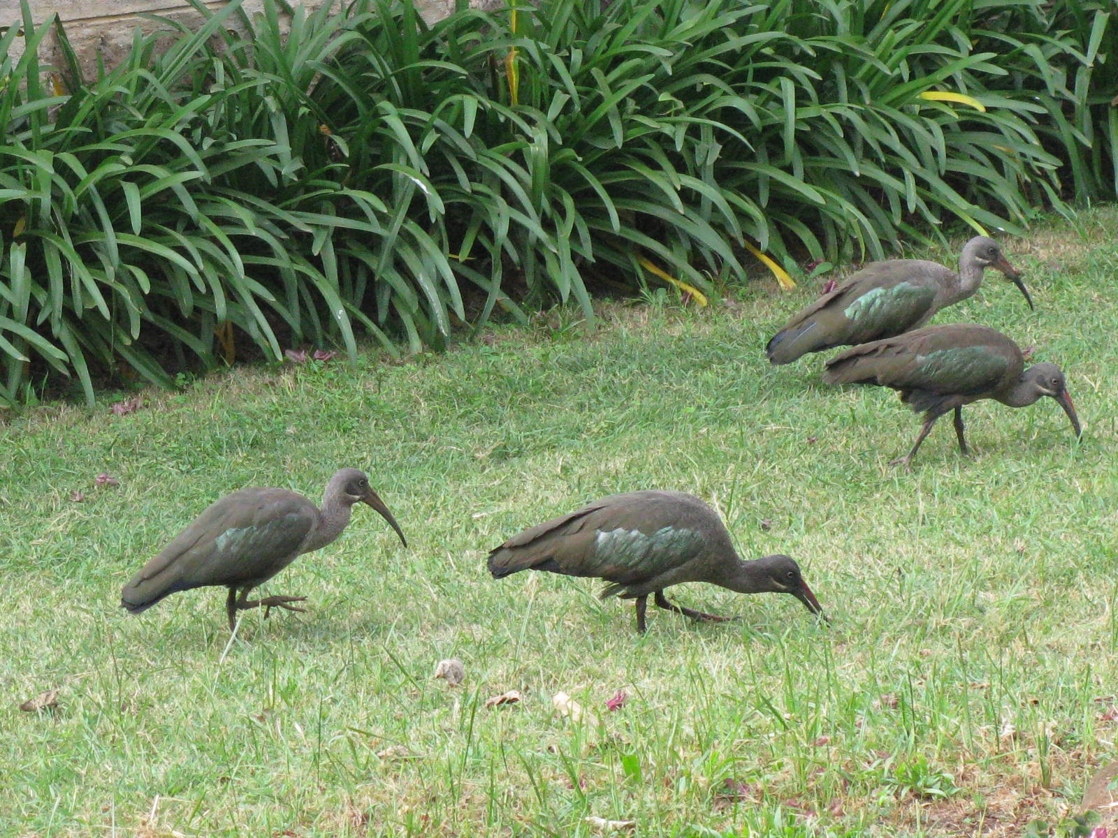 Earth Letters : Backyard Birding