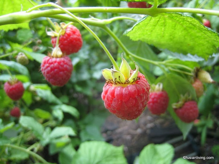 Harvesting Raspberries and what that hole in the middle is... | Grow ...