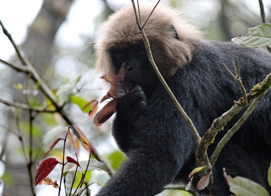 Stock Pictures: Monkey faces