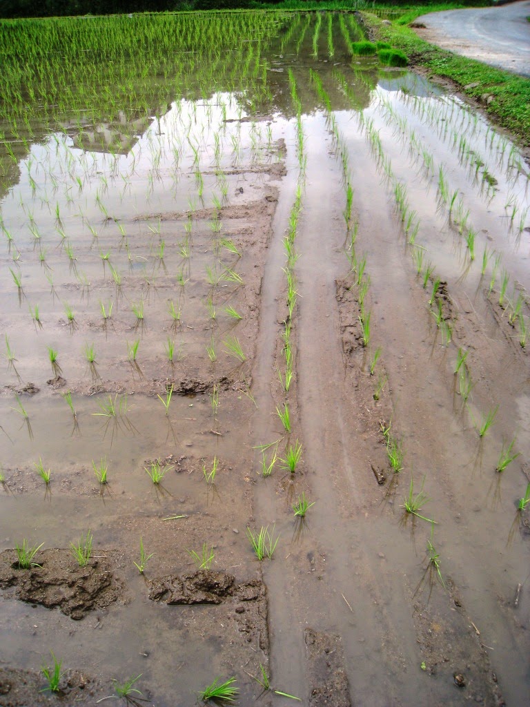 Life in Rural Japan: Rice planting 2014