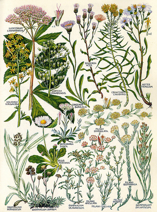 LEIF BLOG - the official blog of LEIFSHOP.COM: The Concise British Flora