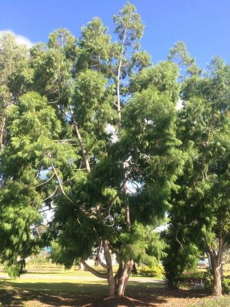 Casuarina nobilis | Pustaka Flora | Database Tanaman Landscape