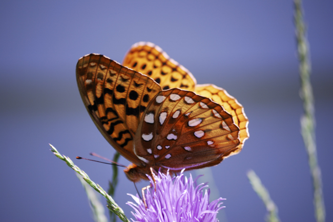 High Virginia Outdoors: Butterfly of the Month/June