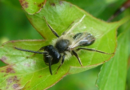 Dave Hubble's ecology spot: The tricky world of bee ID