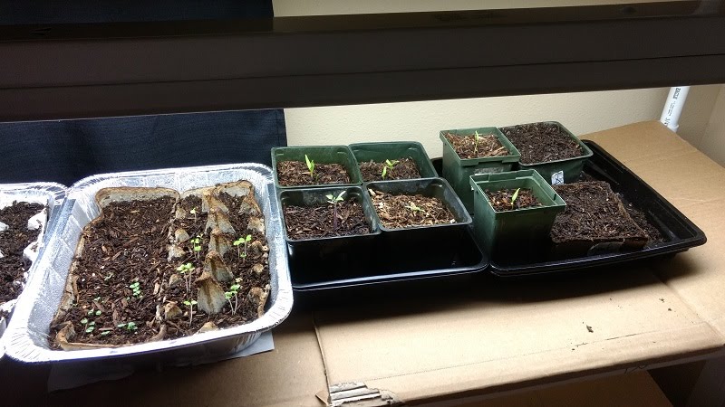 Indoor PVC Seed Starting Shelf | Greens and Machines