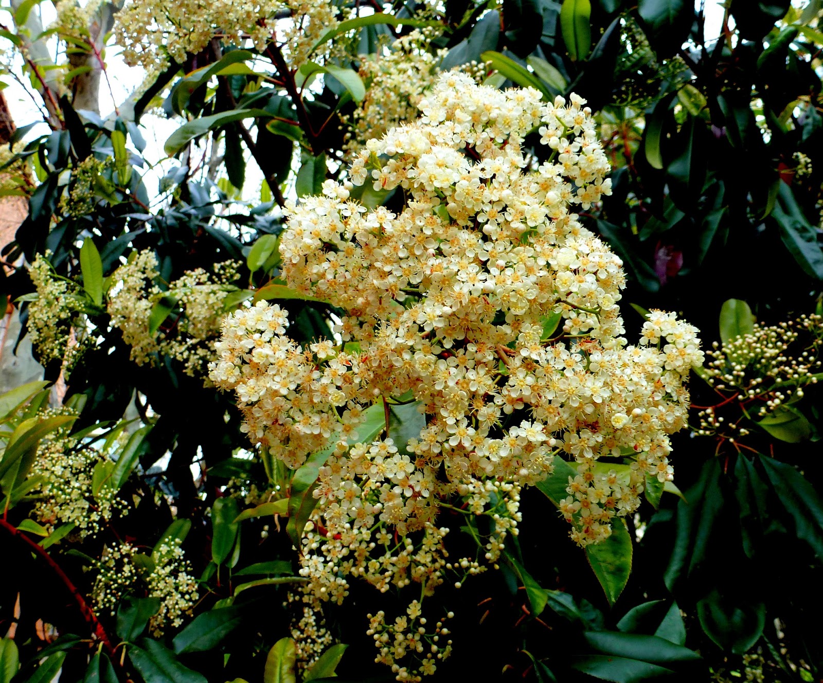 Árboles con alma: Fotinia serrulata (Photinia serratifolia)