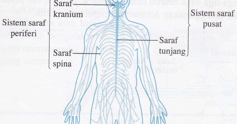 Belajar Sains Bersama Cikgu Shahida: KOORDINASI BADAN- SAINS TINGKATAN 4