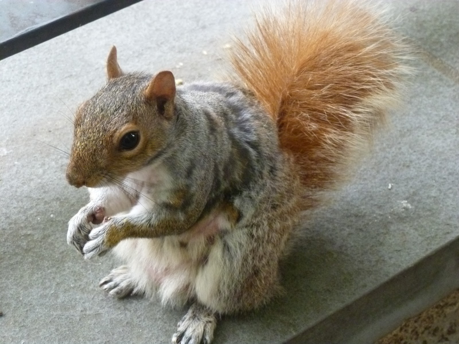 The New York Squirrel: Remembering Mother Red Tail