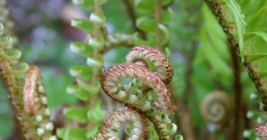 Quaternary Period Plants