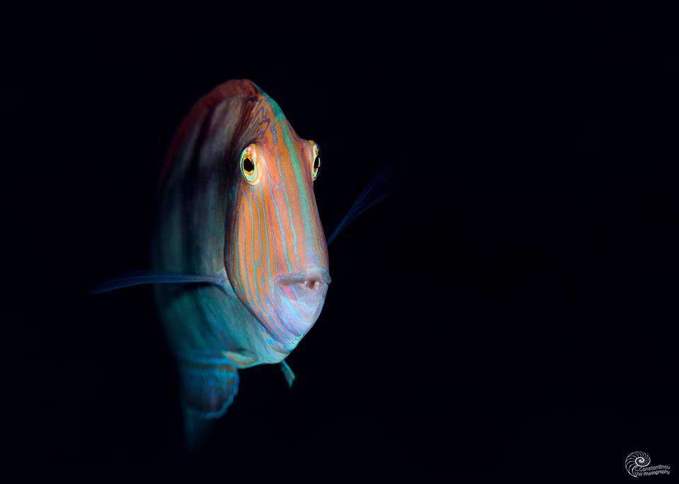 Biodiversity of Cyprus by NGO Protection of the Natural Heritage and ...