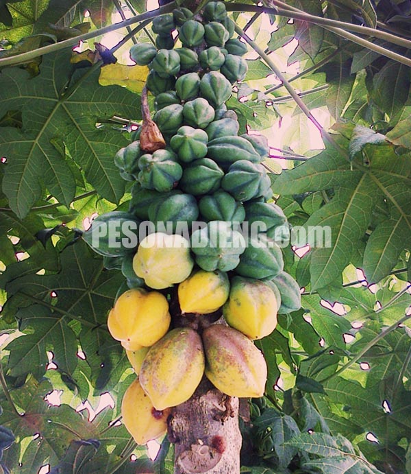 Hal Menarik: Khasiat Carica Dieng