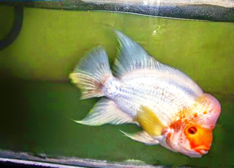 FLOWERHORN FISH photos - wallpapers (ανανεωμένο) | the fun bank