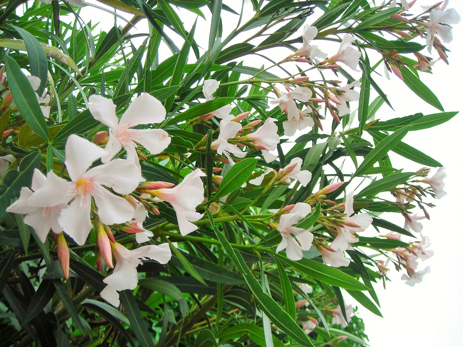 MOJE WŁOSKIE IMPRESJE : Kwiaty włoskiego lata.Oleandry i Gwiazda Jaśmin