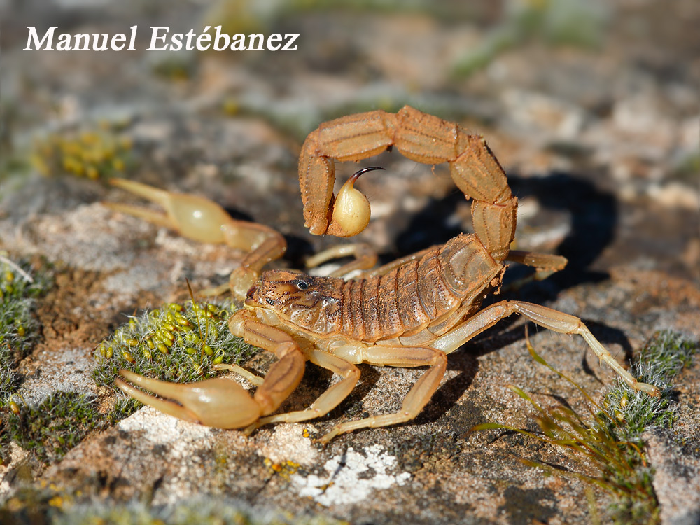 Miradas Cantábricas: Escorpión común, escorpión mediterráneo, escorpión ...