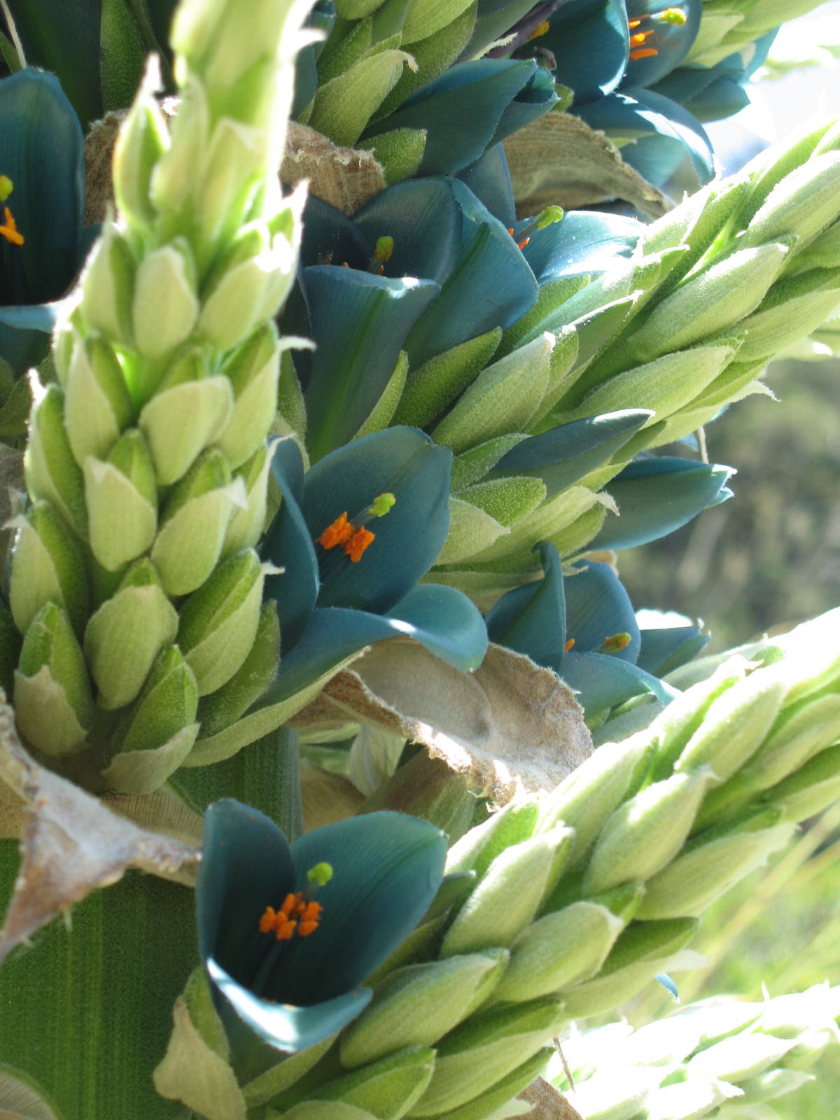A Cup Of Sparkle: Blue Flower Bouquet Inspiration Story