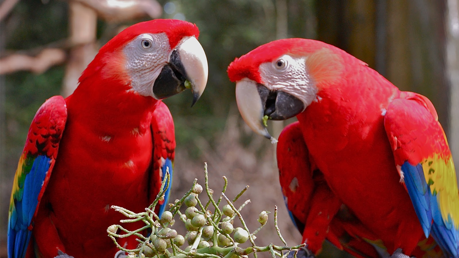 Macaw Parrot | HD Wallpapers (High Definition) | Free Background