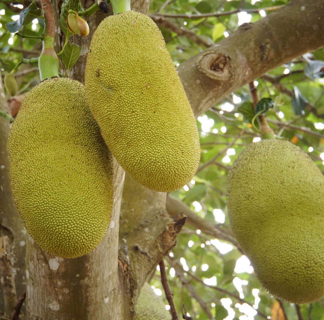 Yaca | Artocarpus heterophyllus - Mundo Hispánico™