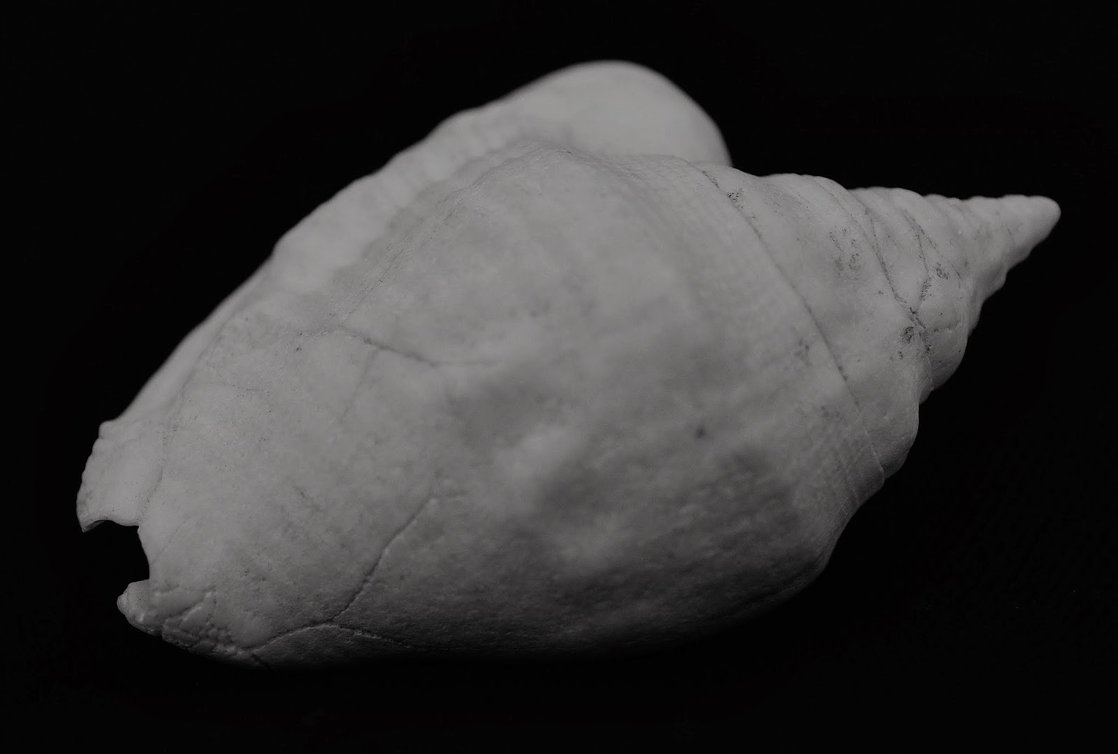 Drew Photo Simon: "Shells" (Edward Weston photo set 1)