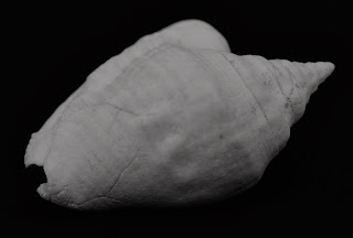 Drew Photo Simon: "Shells" (Edward Weston photo set 1)