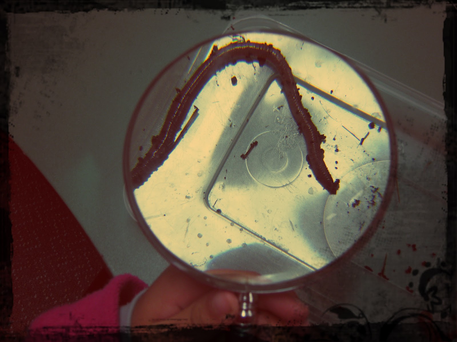 Start at 5: Mini Beasts and Creepy Creatures