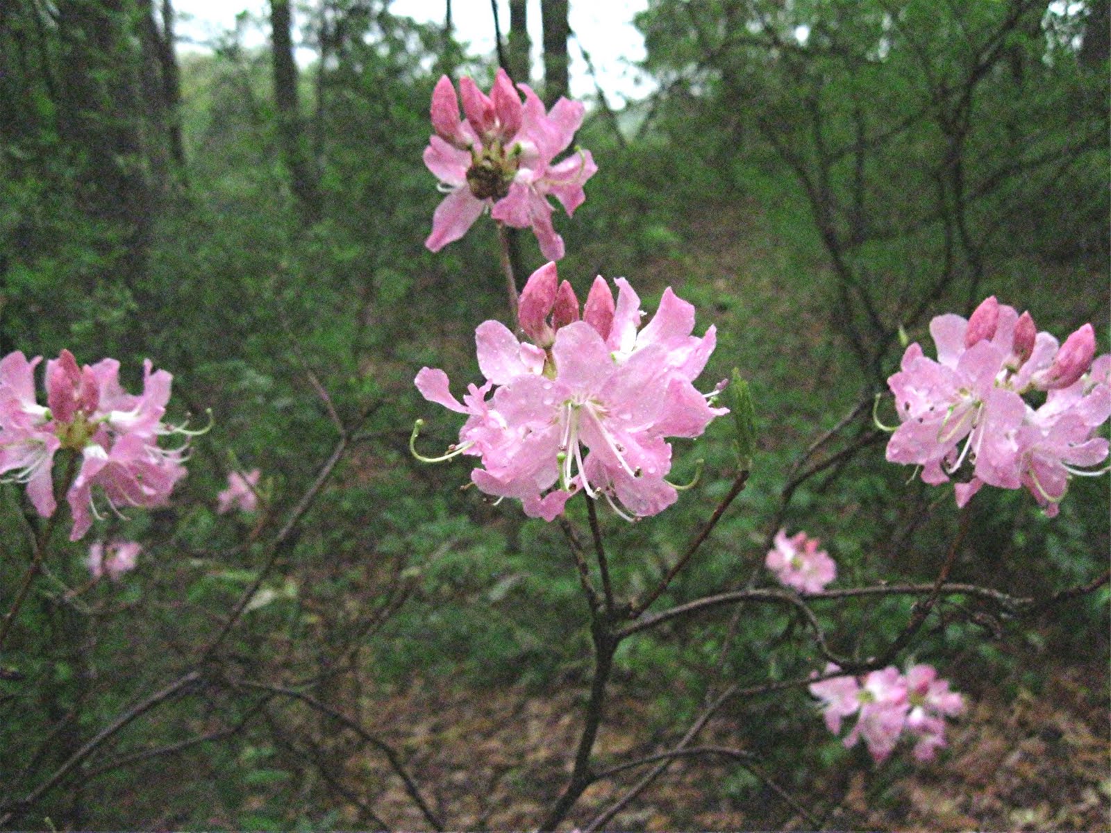 1003 Gardens: Native Azaleas and early Rhododendrons are flowering in ...