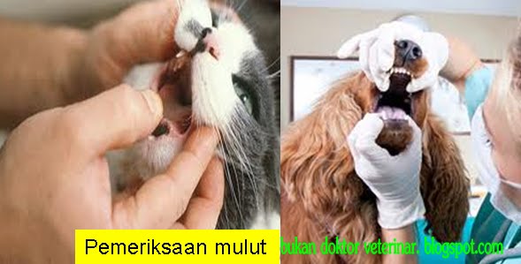 bukan doktor veterinar: Pemeriksaan Suhu Rectal, Kadar Pernafasan dan ...