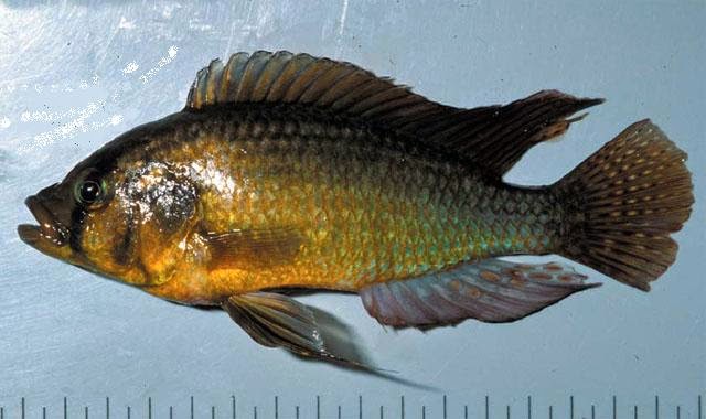 Artes de Pesca: LOS CICHLIDAE 7º