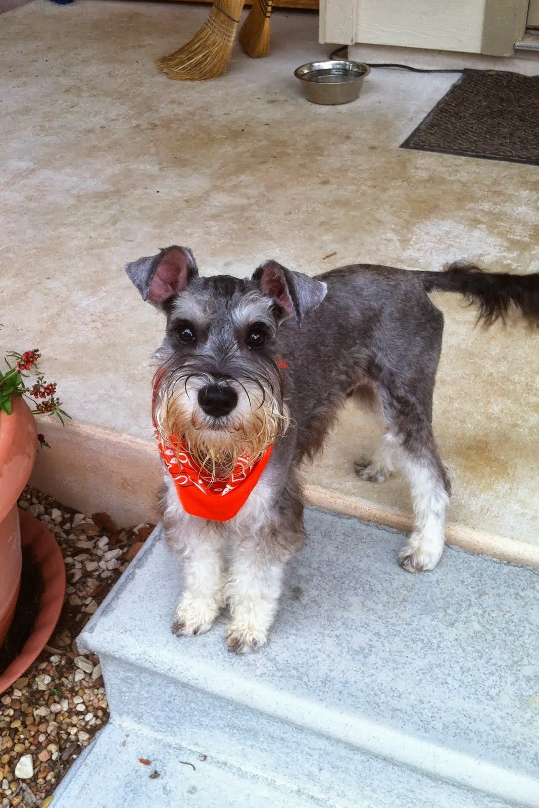 Miniature Schnauzer Rescue of Houston - New Beginnings and Happy Tails