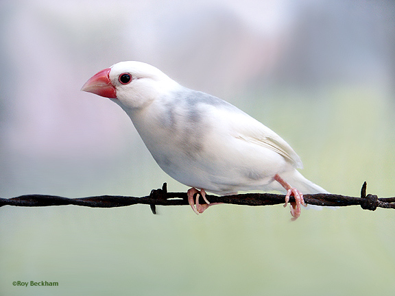 Indonesian Folklore (Folklor Indonesia): The Java Sparrow