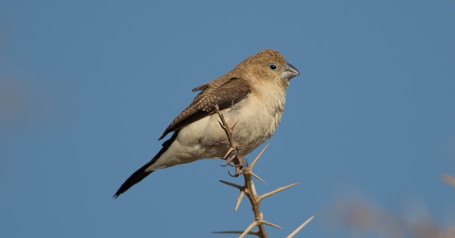 Birds of Saudi Arabia: African Silverbills – Talea Valley
