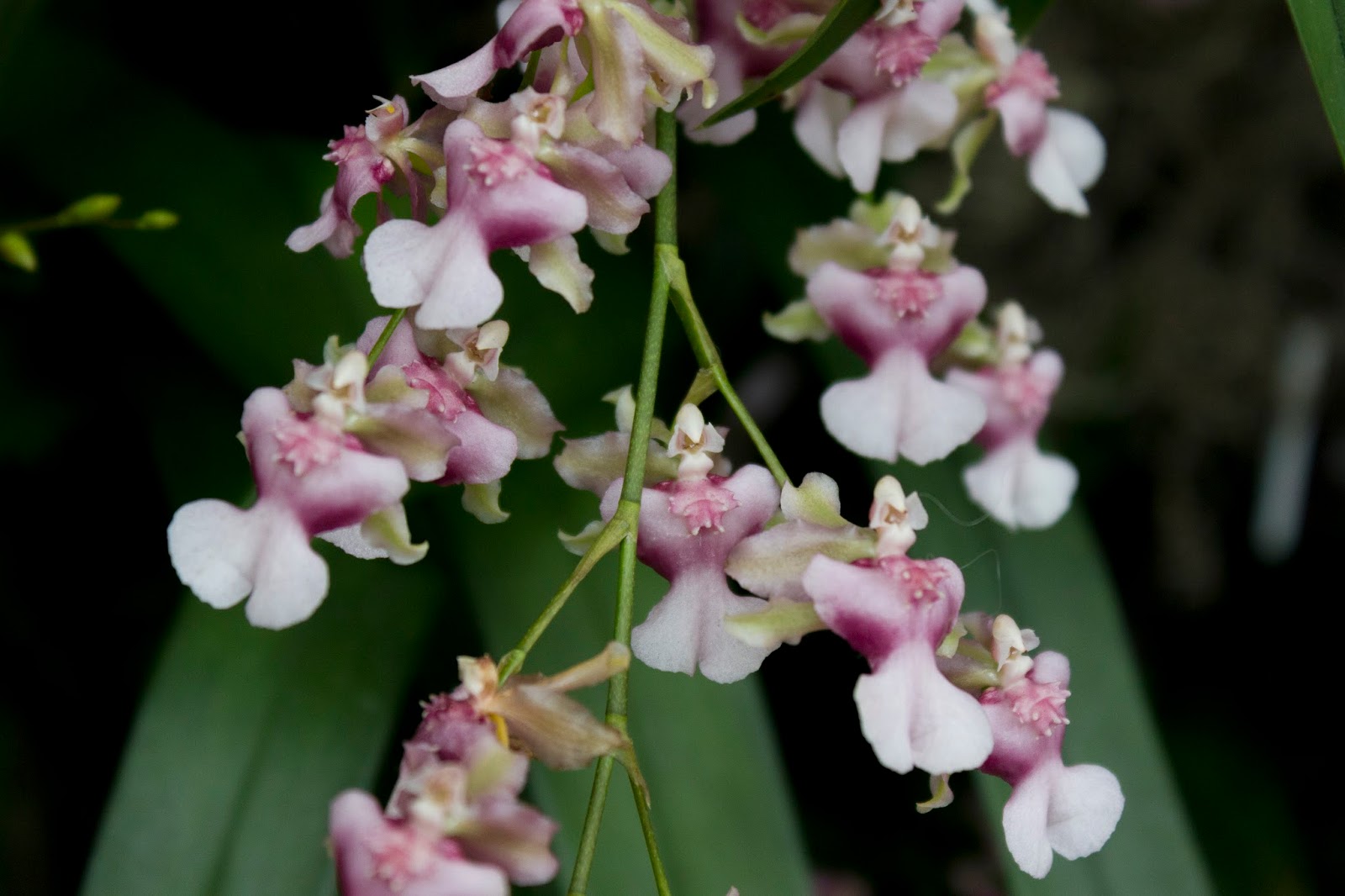 Marias Orchids Oncidium Rosy Sunset F