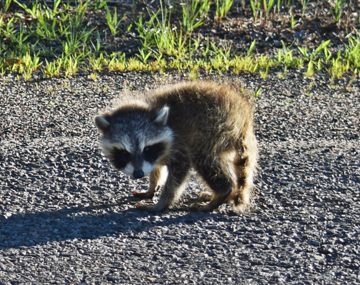 nature tales and camera trails: young raccoon