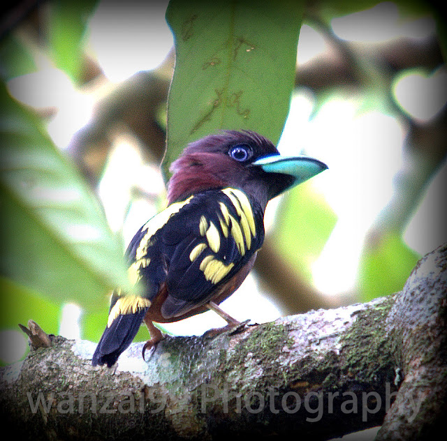 wanzai99 PHOTOGRAPHY: Burung Takau Rimba